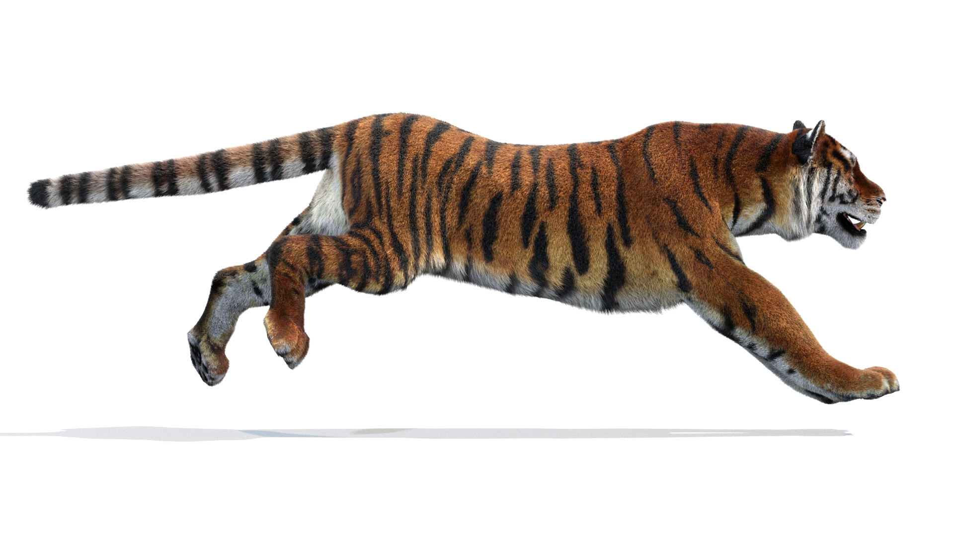 Amur Tiger Fur Cat 3d Model