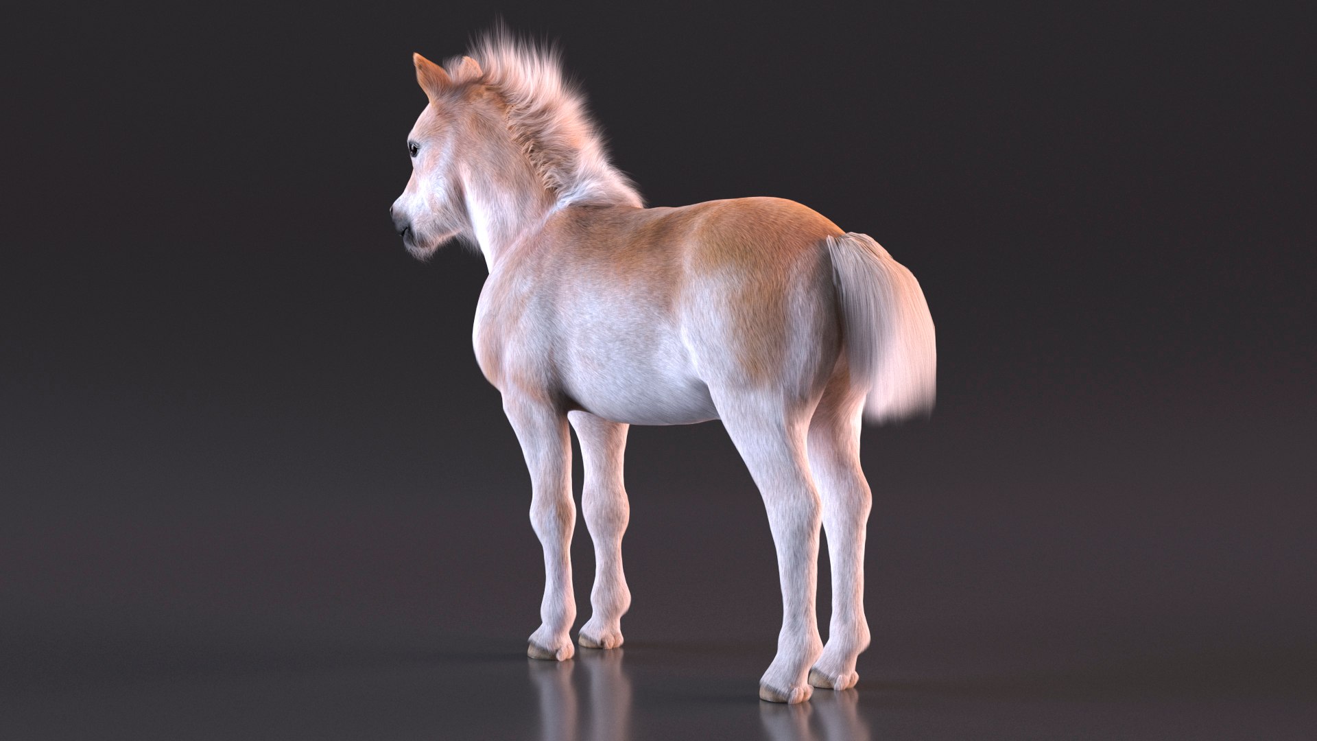 3D Realistic Shetland Pony Fur - TurboSquid 2234471