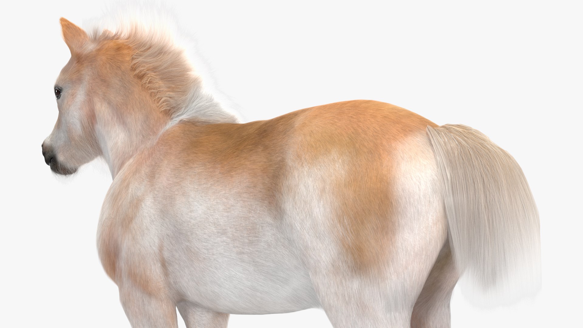 3D Realistic Shetland Pony Fur - TurboSquid 2234471