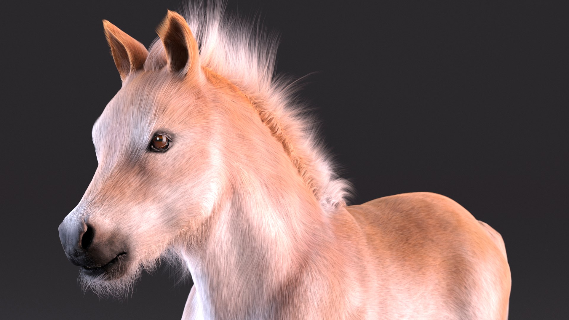 3D Realistic Shetland Pony Fur - TurboSquid 2234471