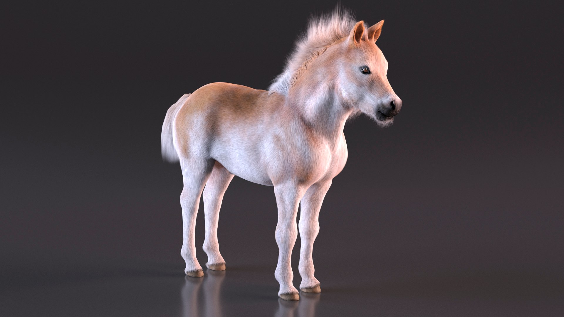 3D Realistic Shetland Pony Fur - TurboSquid 2234471