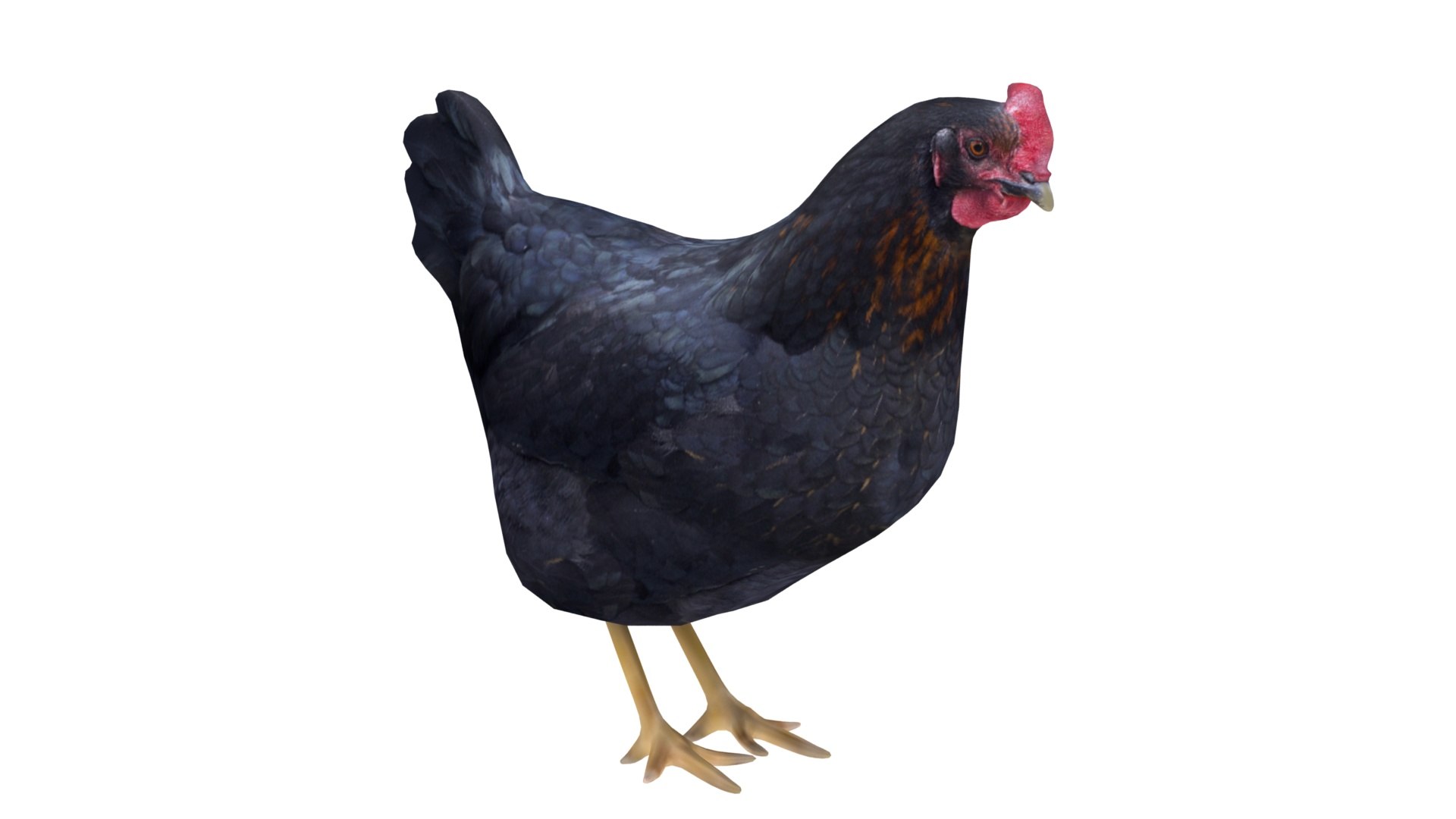 3D Chicken Rooster And Egg Collection - TurboSquid 2280904