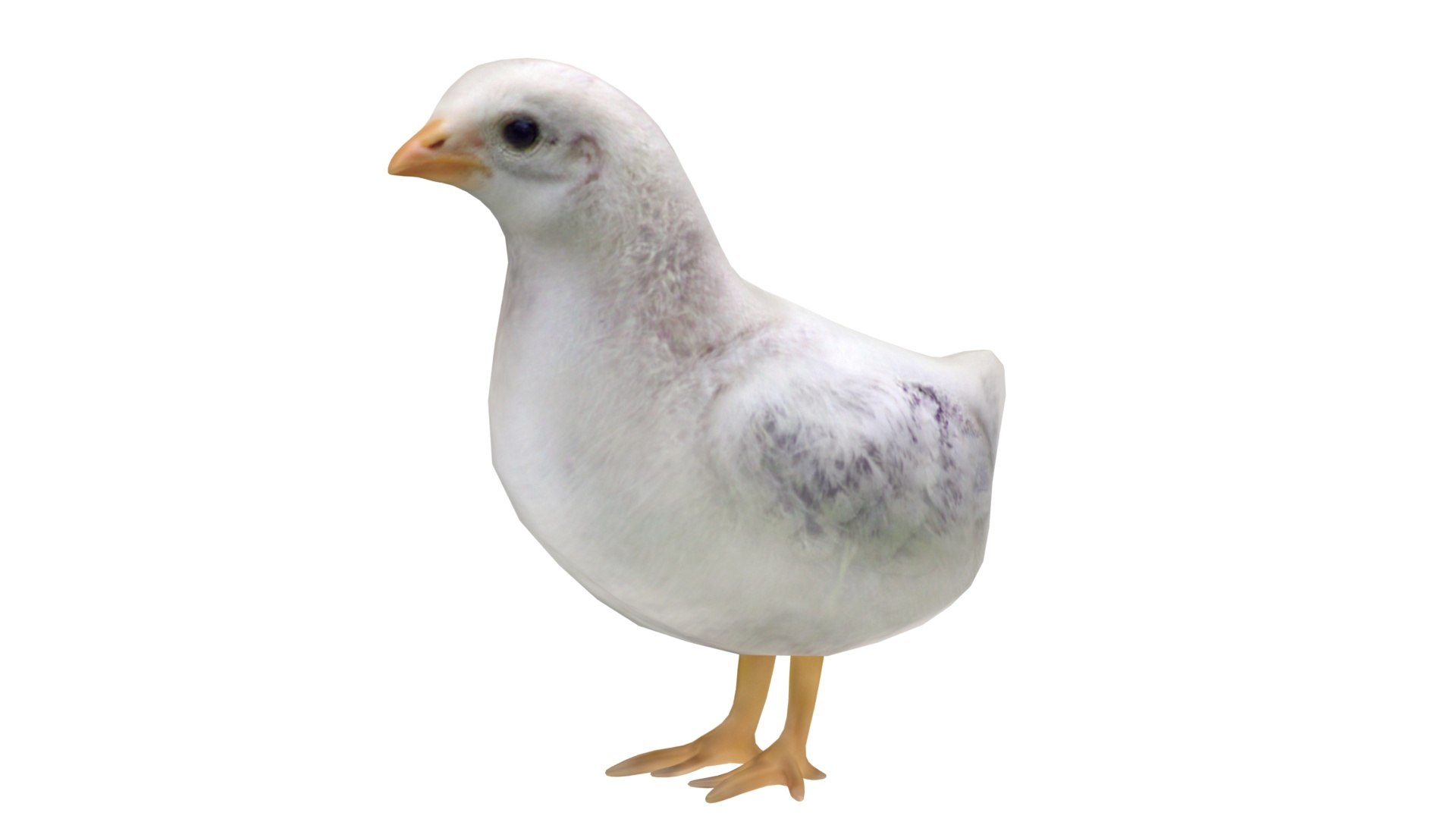 3D Chicken Rooster And Egg Collection - TurboSquid 2280904