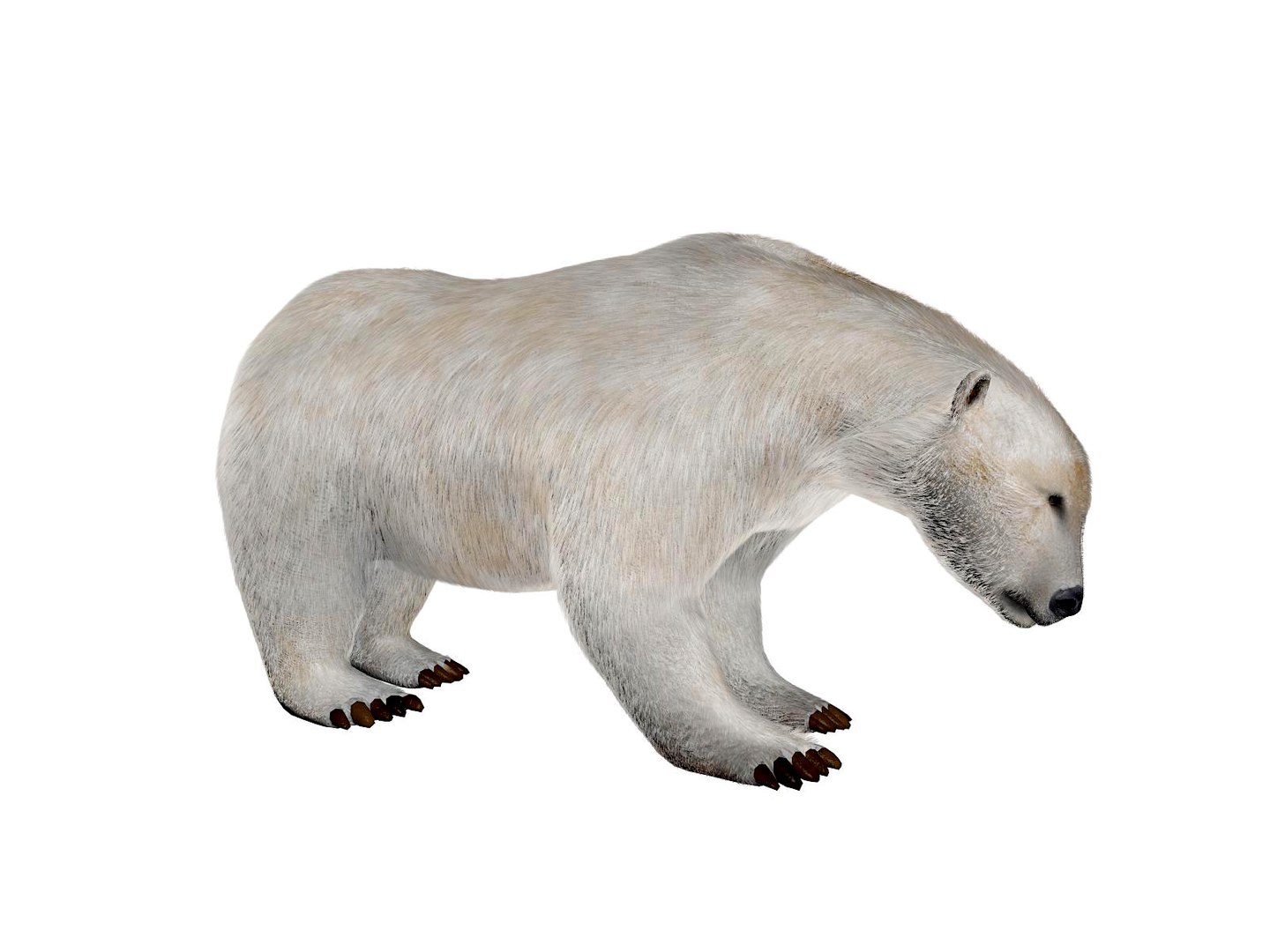 Polar Bear 3D Model - TurboSquid 1234195