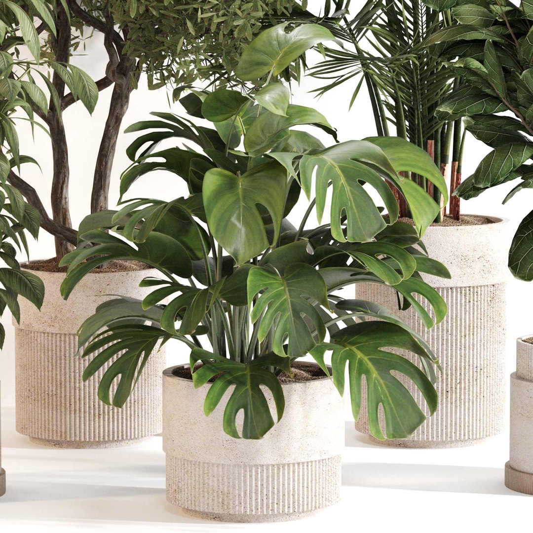 3D Indoor Plant Set 0119 Model - TurboSquid 2292549