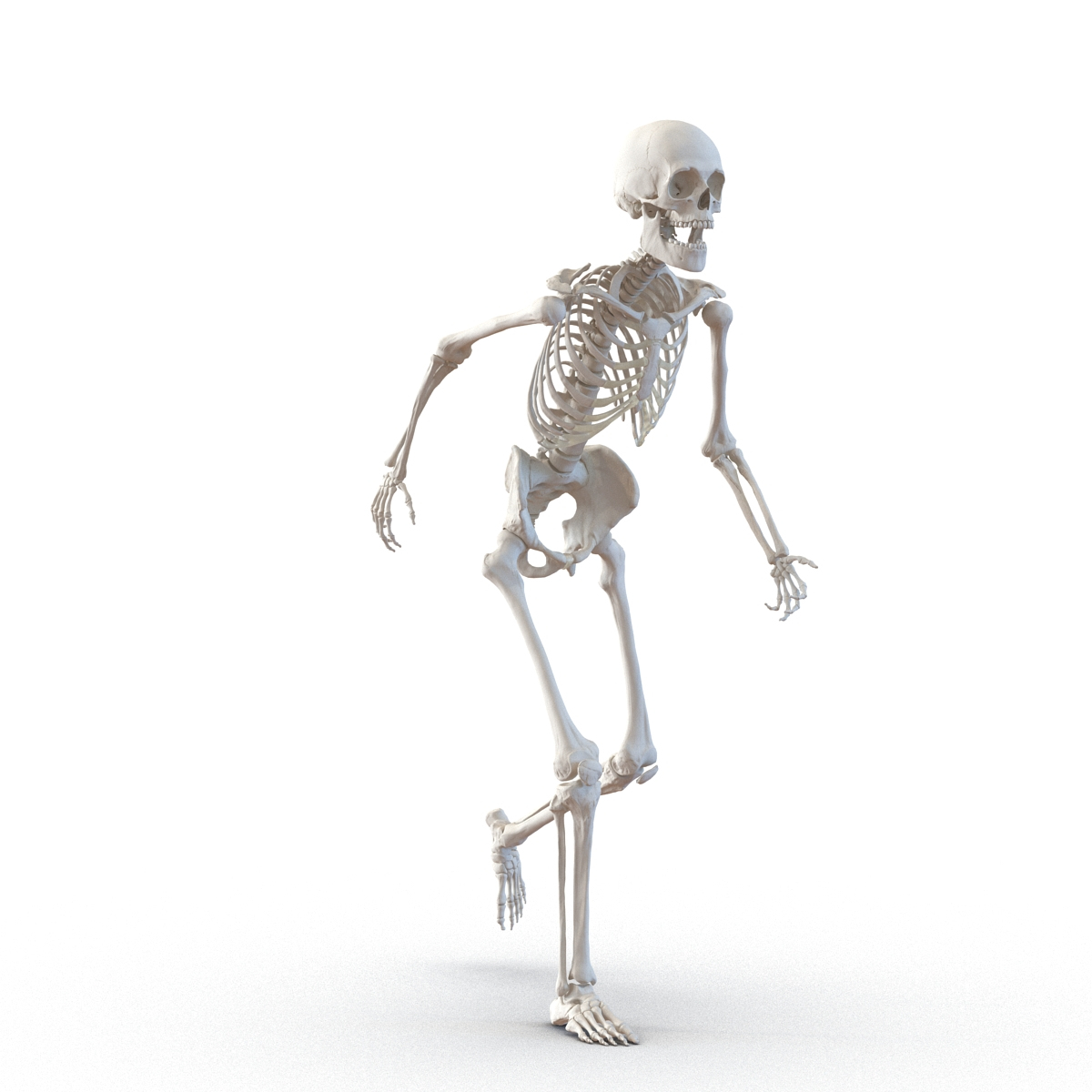 3d human male skeleton rigged