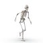 3d human male skeleton rigged