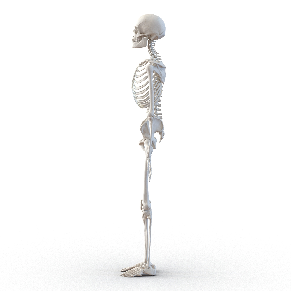 3d human male skeleton rigged