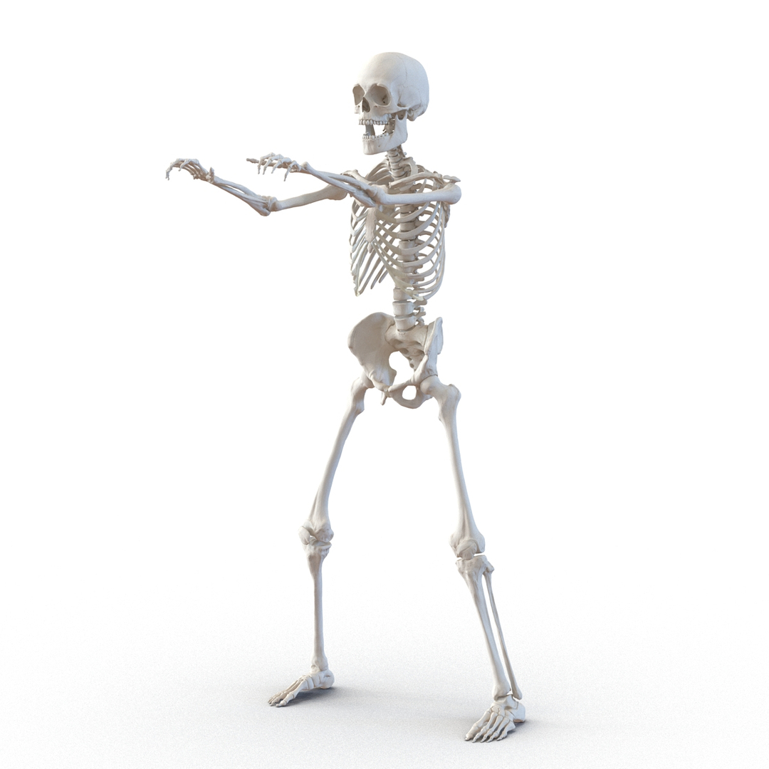 3d human male skeleton rigged