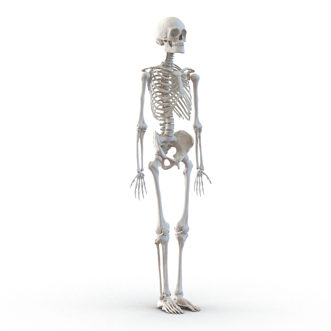 3d human male skeleton rigged