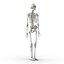 3d human male skeleton rigged