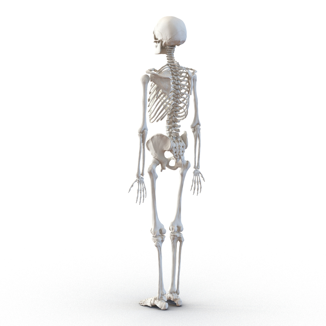 3d human male skeleton rigged