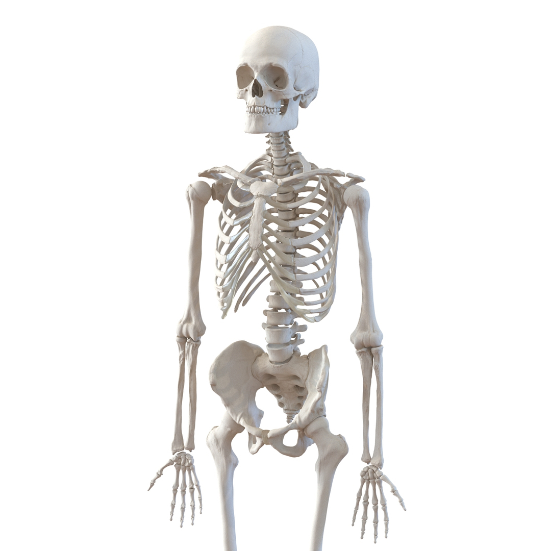 3d human male skeleton rigged