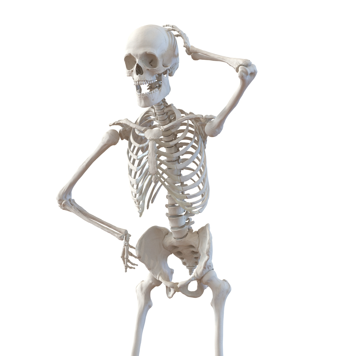 3d human male skeleton rigged