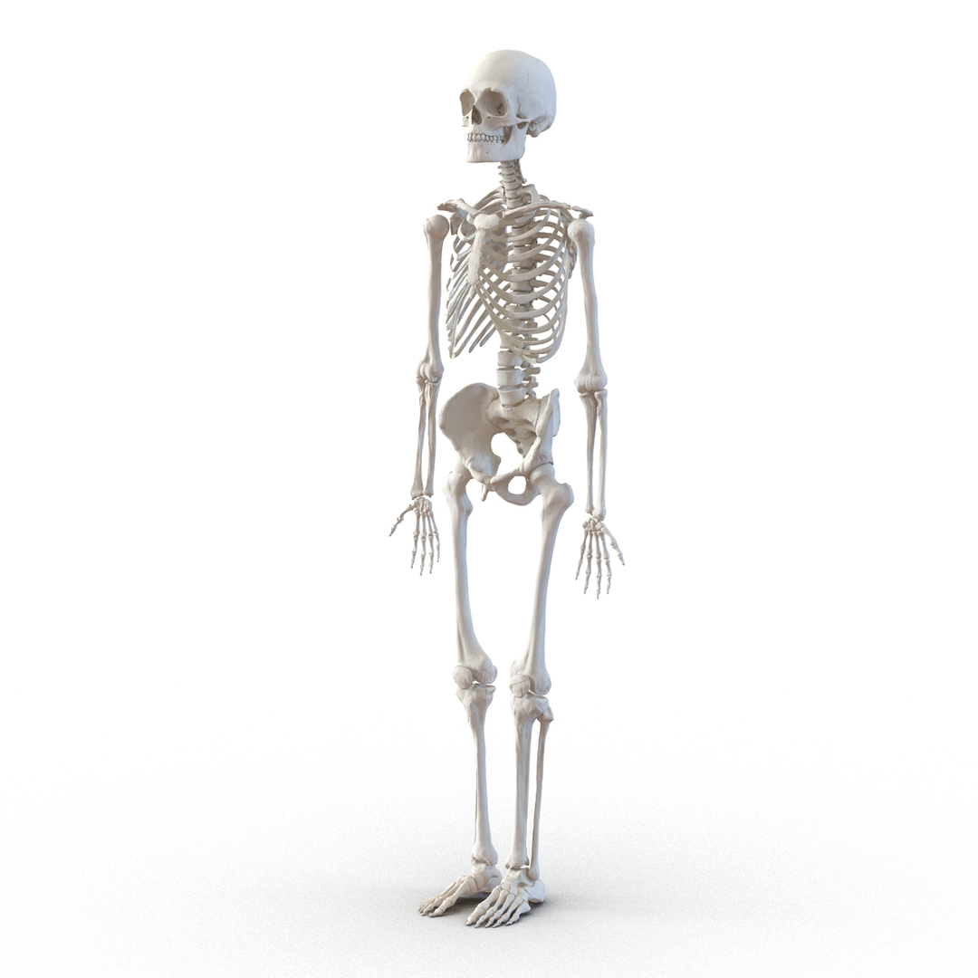 3d human male skeleton rigged