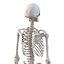 3d Human Male Skeleton Rigged
