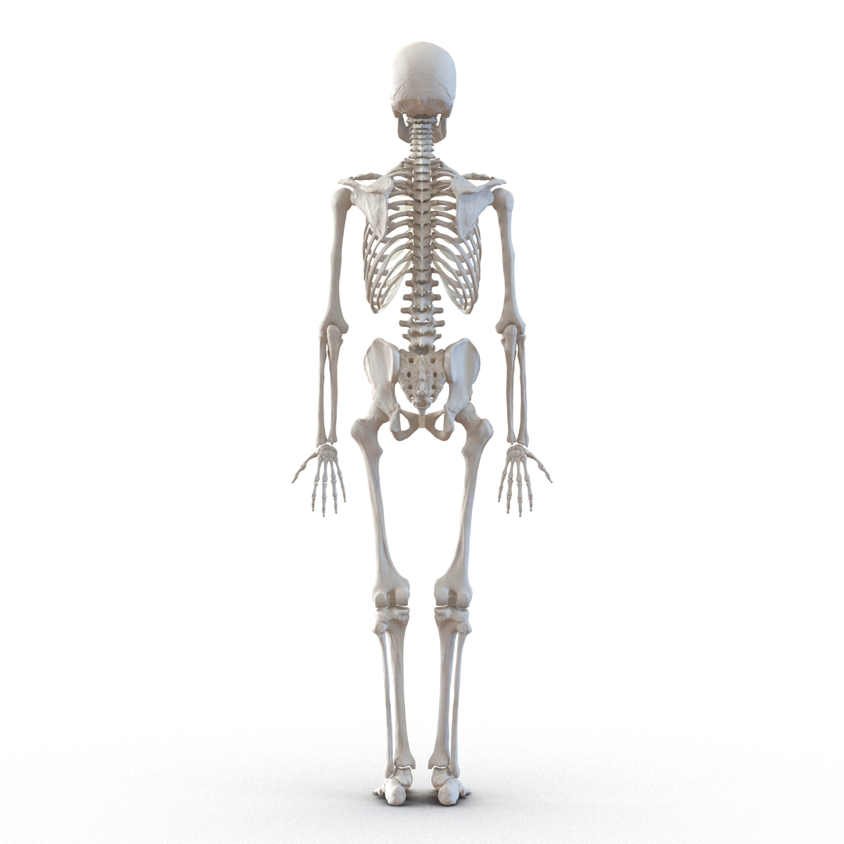 3d human male skeleton rigged