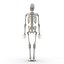3d human male skeleton rigged