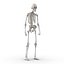 3d human male skeleton rigged