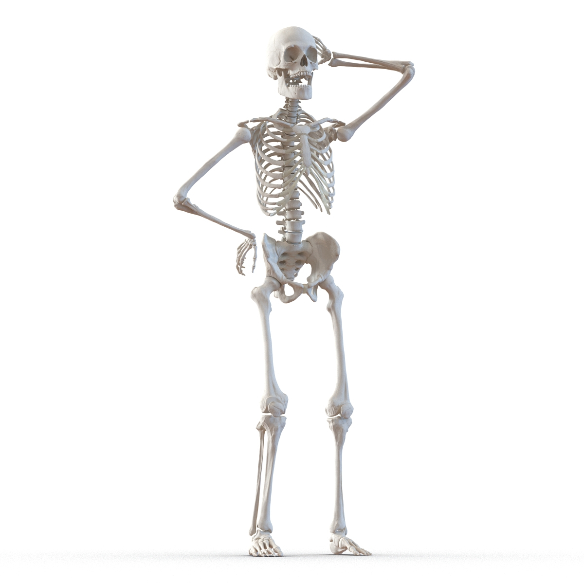 3d human male skeleton rigged