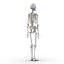 3d human male skeleton rigged