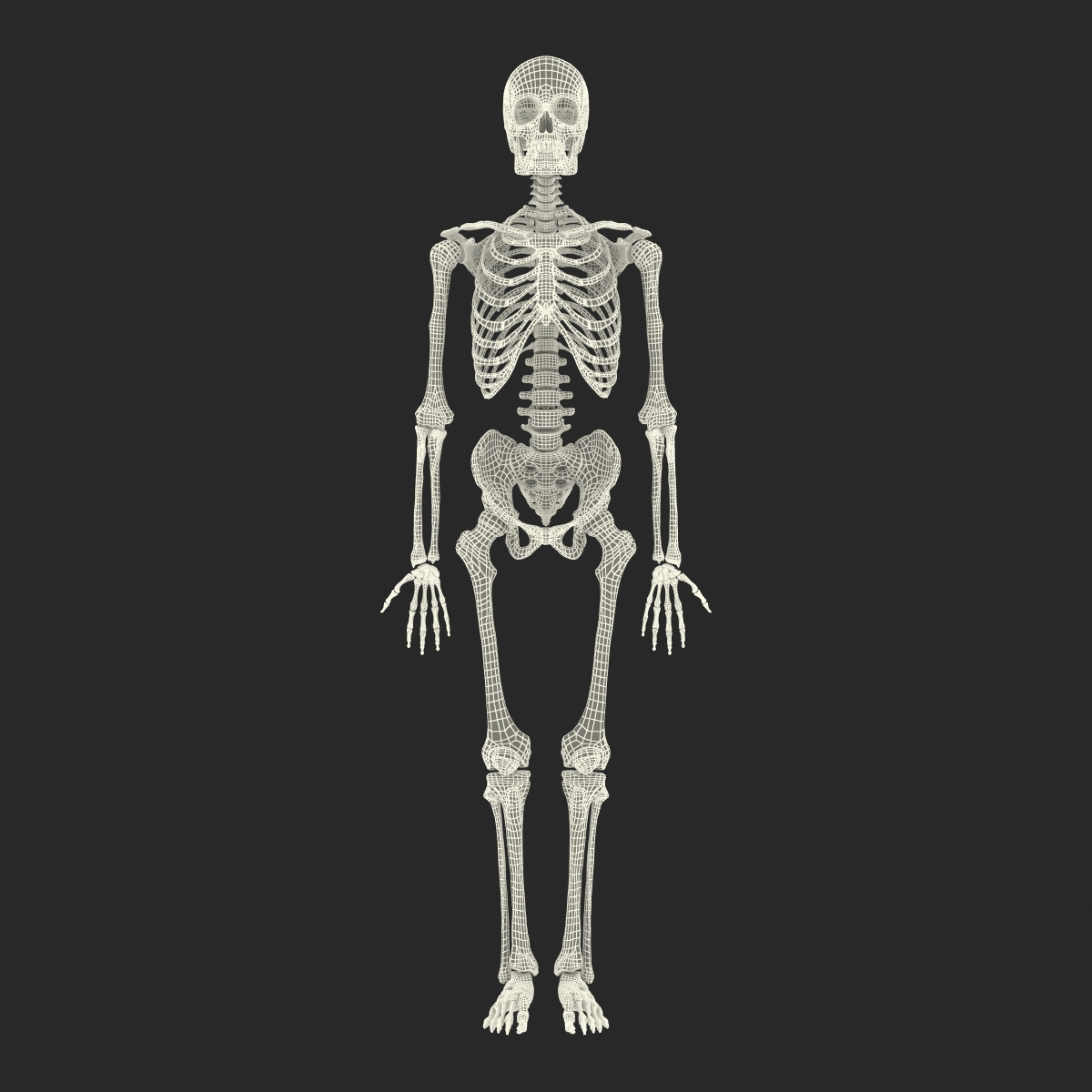 3d human male skeleton rigged
