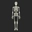 3d human male skeleton rigged