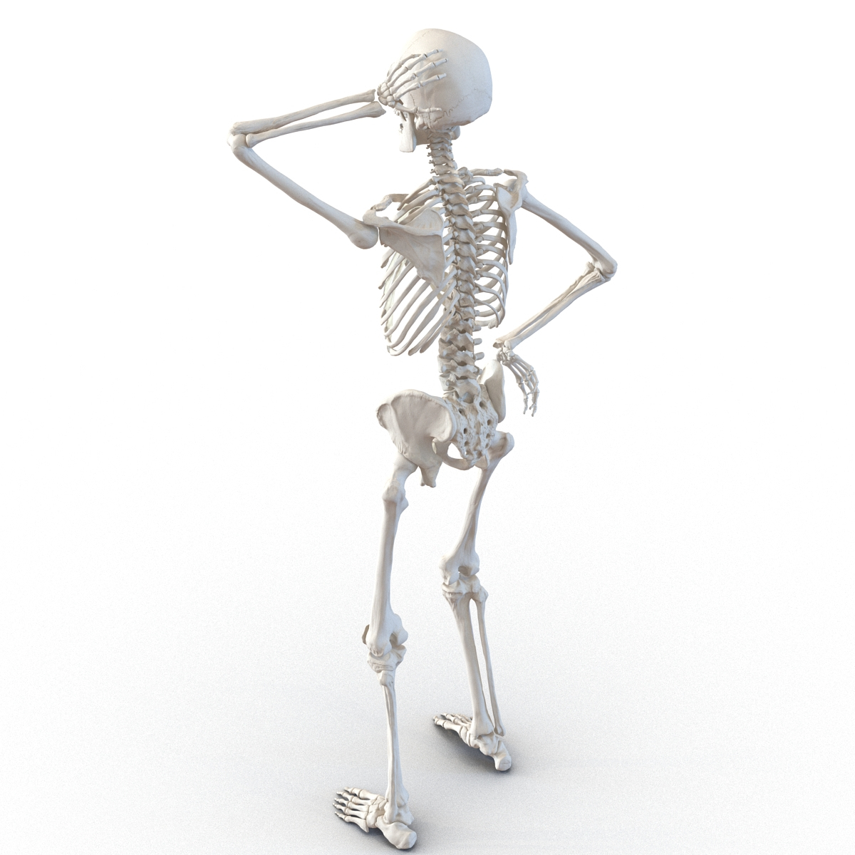 3d human male skeleton rigged