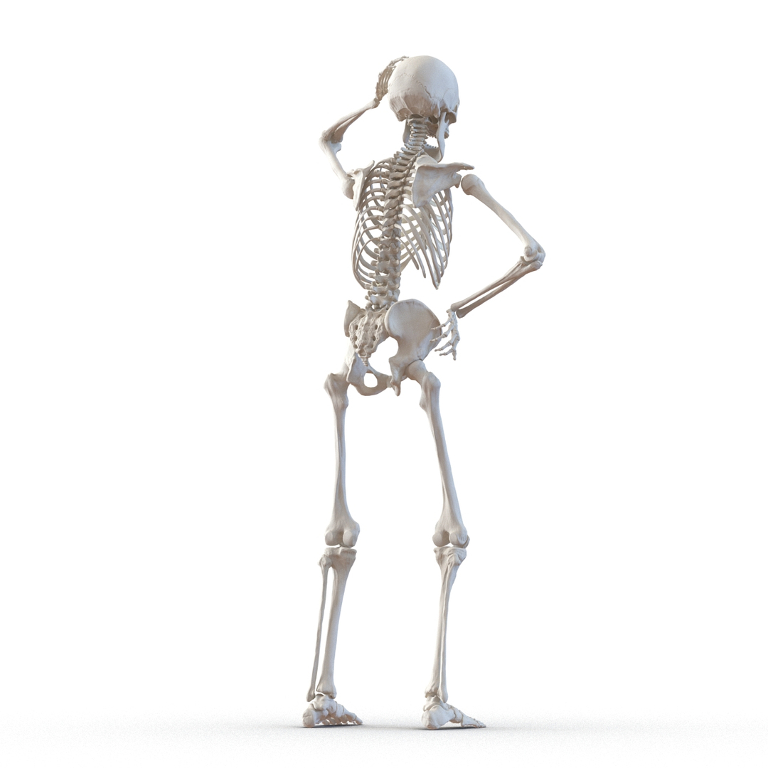 3d human male skeleton rigged