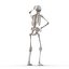 3d human male skeleton rigged
