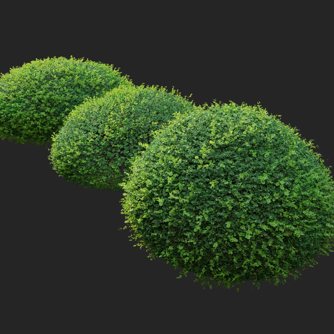 3D Boxwood 02 - TurboSquid 1980720