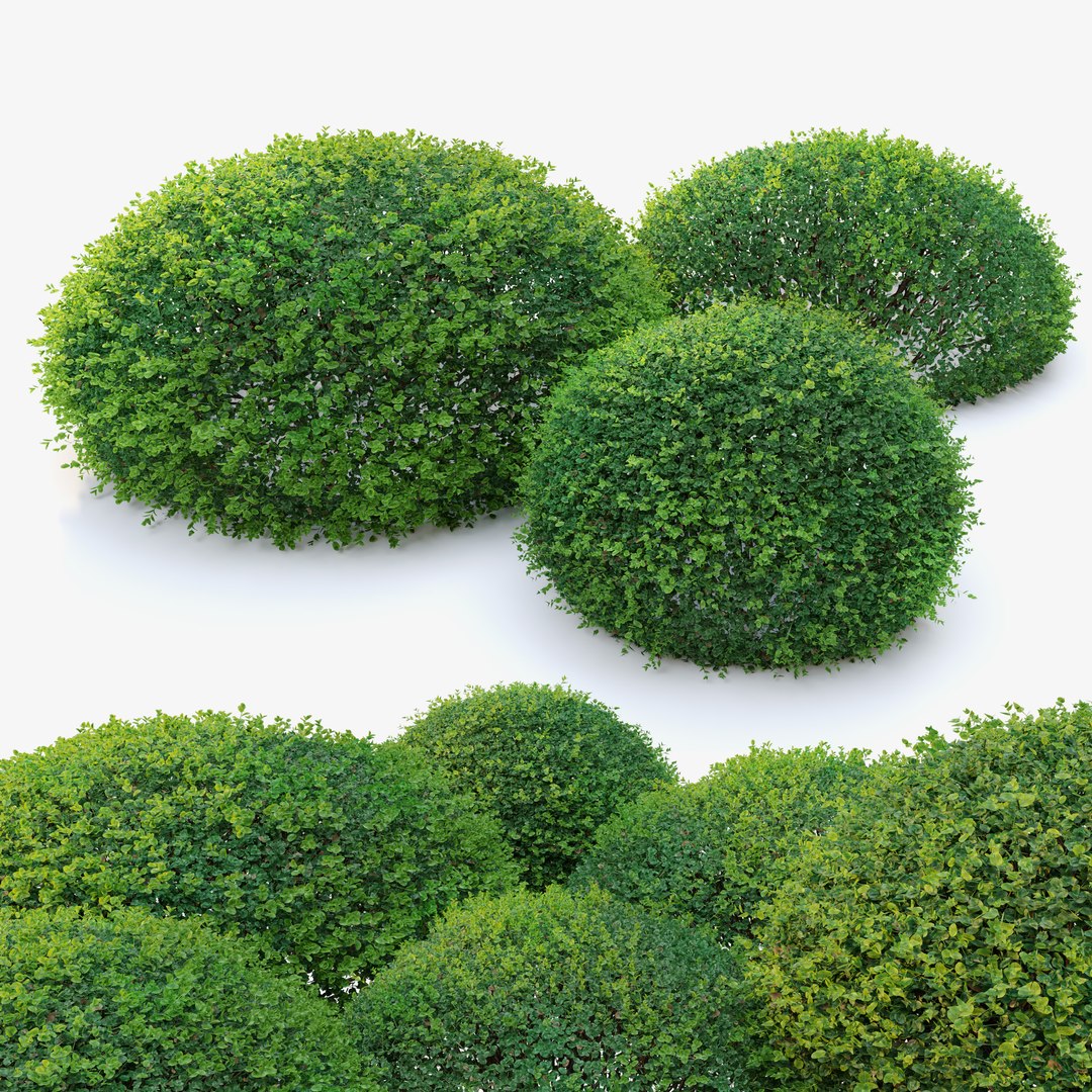 3D Boxwood 02 - TurboSquid 1980720
