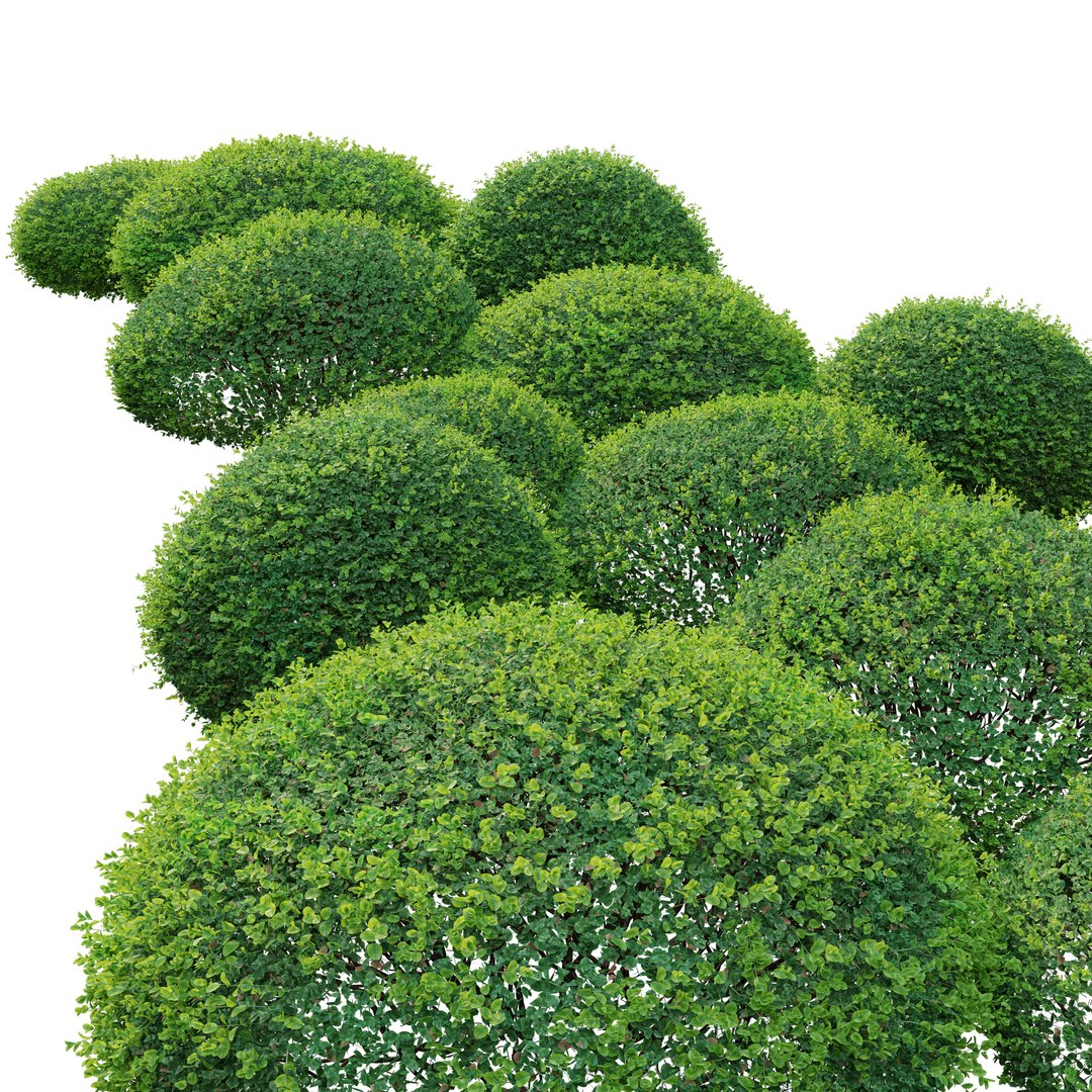 3D Boxwood 02 - TurboSquid 1980720