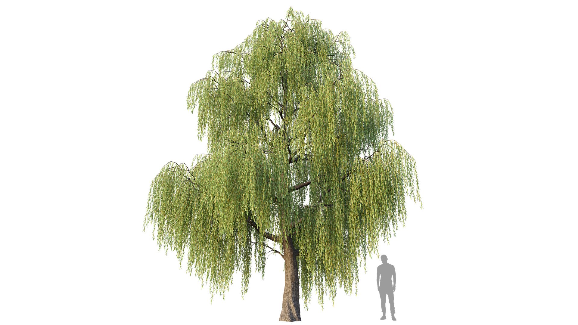3D Model Willow Tree - TurboSquid 2065389