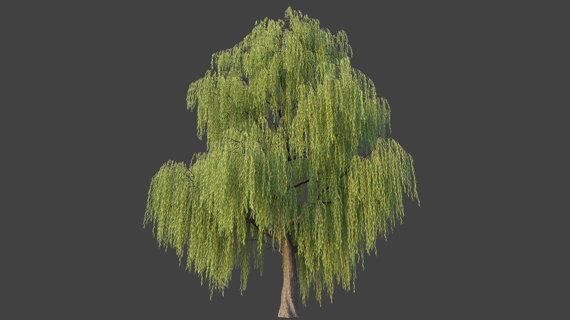 3D Model Willow Tree - TurboSquid 2065389