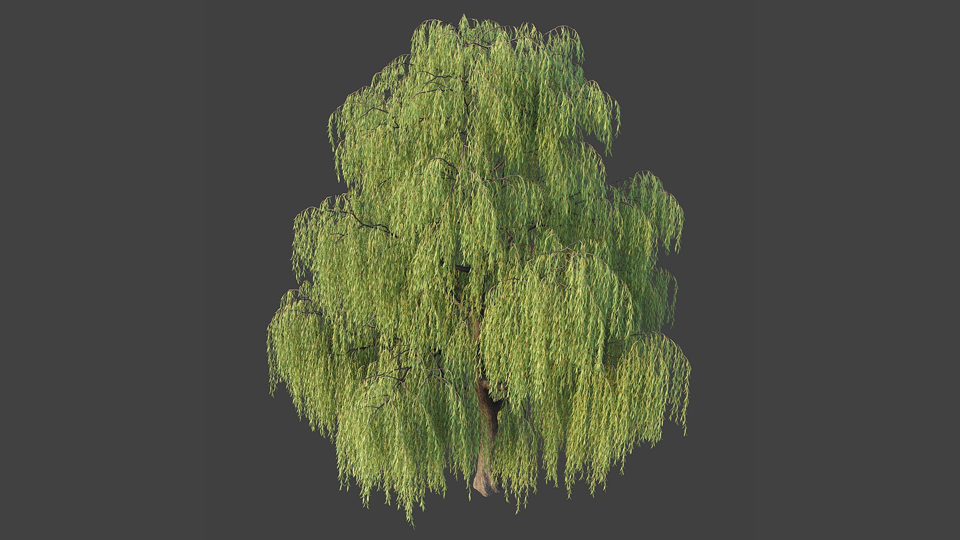 3D Model Willow Tree - TurboSquid 2065389