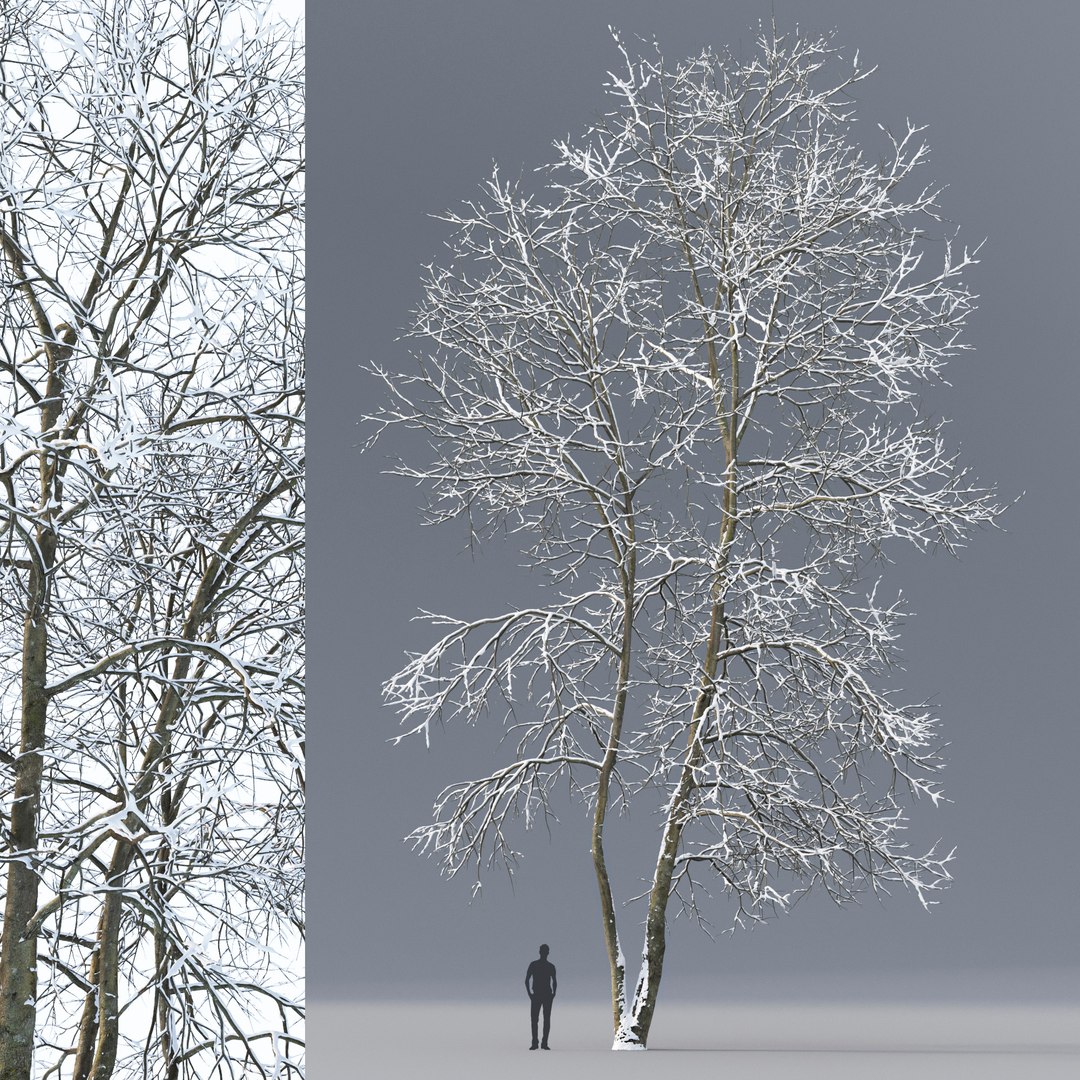 Tree Ash Winter 3D - TurboSquid 1688590
