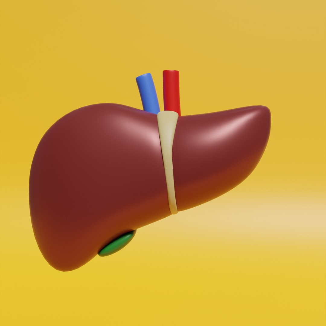 Liver 3D Model - TurboSquid 2134750