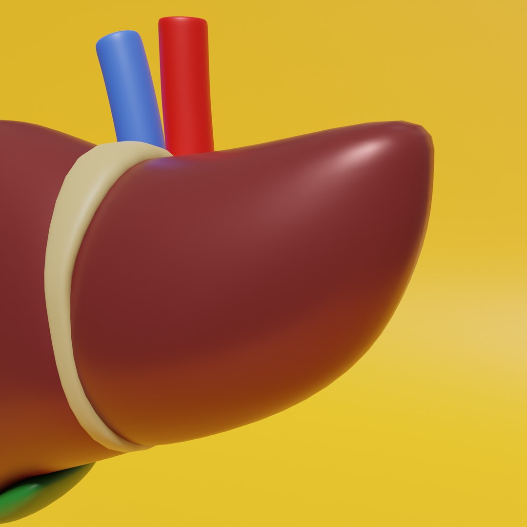 Liver 3D Model - TurboSquid 2134750