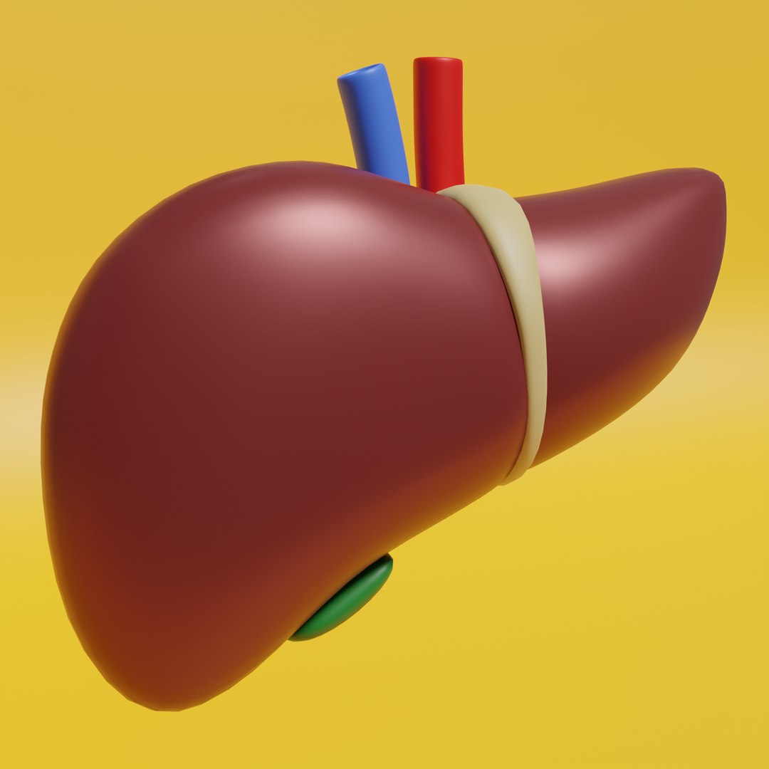 Liver 3D Model - TurboSquid 2134750
