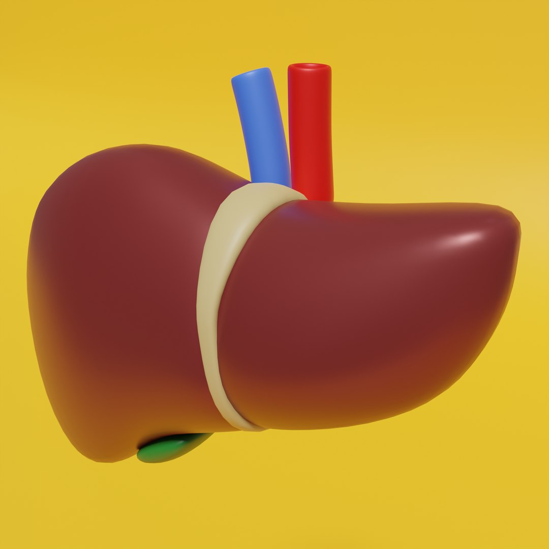 Liver 3D Model - TurboSquid 2134750