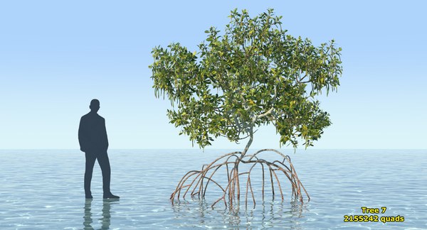 Mangrove trees 3D model - TurboSquid 1369160