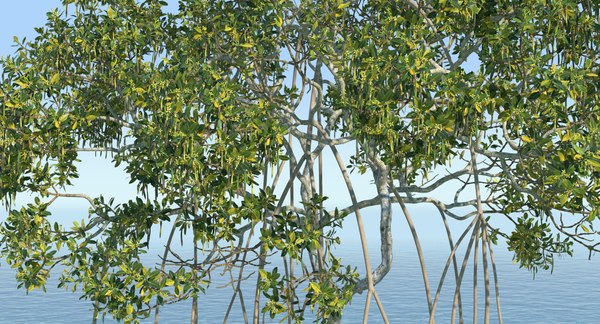 Mangrove trees 3D model - TurboSquid 1369160