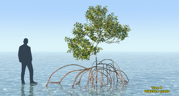 Mangrove trees 3D model - TurboSquid 1369160