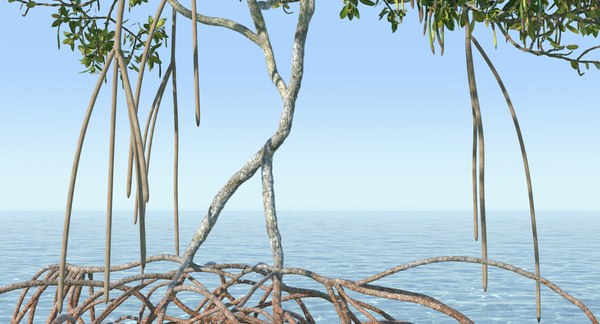 Mangrove trees 3D model - TurboSquid 1369160