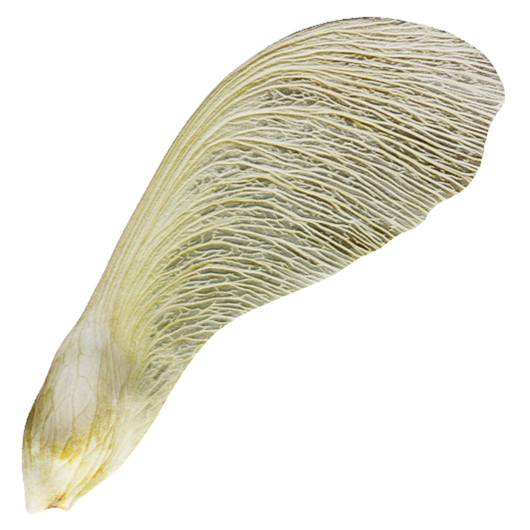 Maple Seed 3D Model - TurboSquid 1337802
