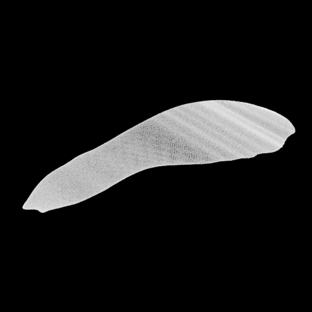 Maple Seed 3D Model - TurboSquid 1337802