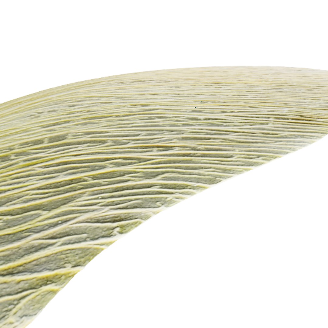 Maple Seed 3D Model - TurboSquid 1337802