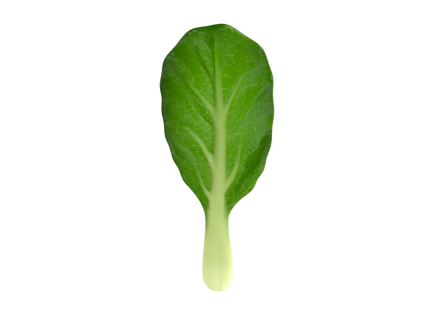 3D Model Chinese Kale - TurboSquid 1495091