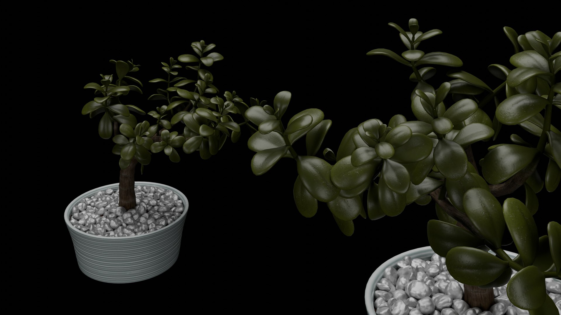 Jade Pot Plant 3D Model - TurboSquid 2378519